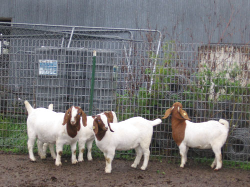 Boer: The Angus of Goats - Ozarks Farm & Neighbor Newspaper - written ...