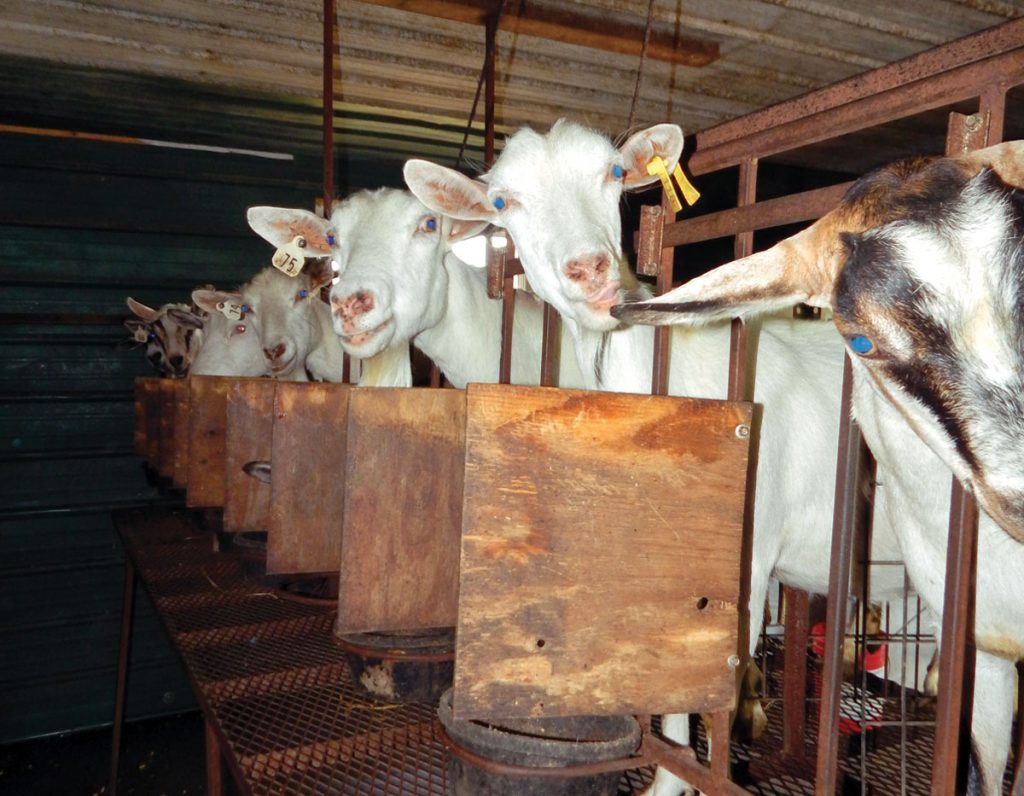 Yoder Goat Dairy is a Family Affair - Ozarks Farm & Neighbor Newspaper ...