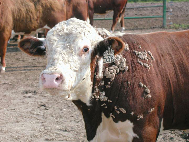 Warts In Cattle Ozarks Farm And Neighbor Newspaper Written For By And About Farmers