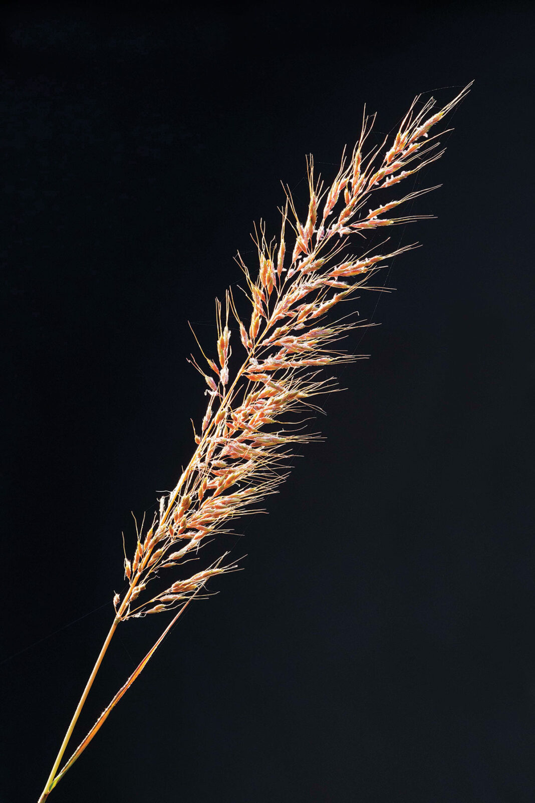 Conserving the Grasslands - Ozarks Farm & Neighbor Newspaper - written ...