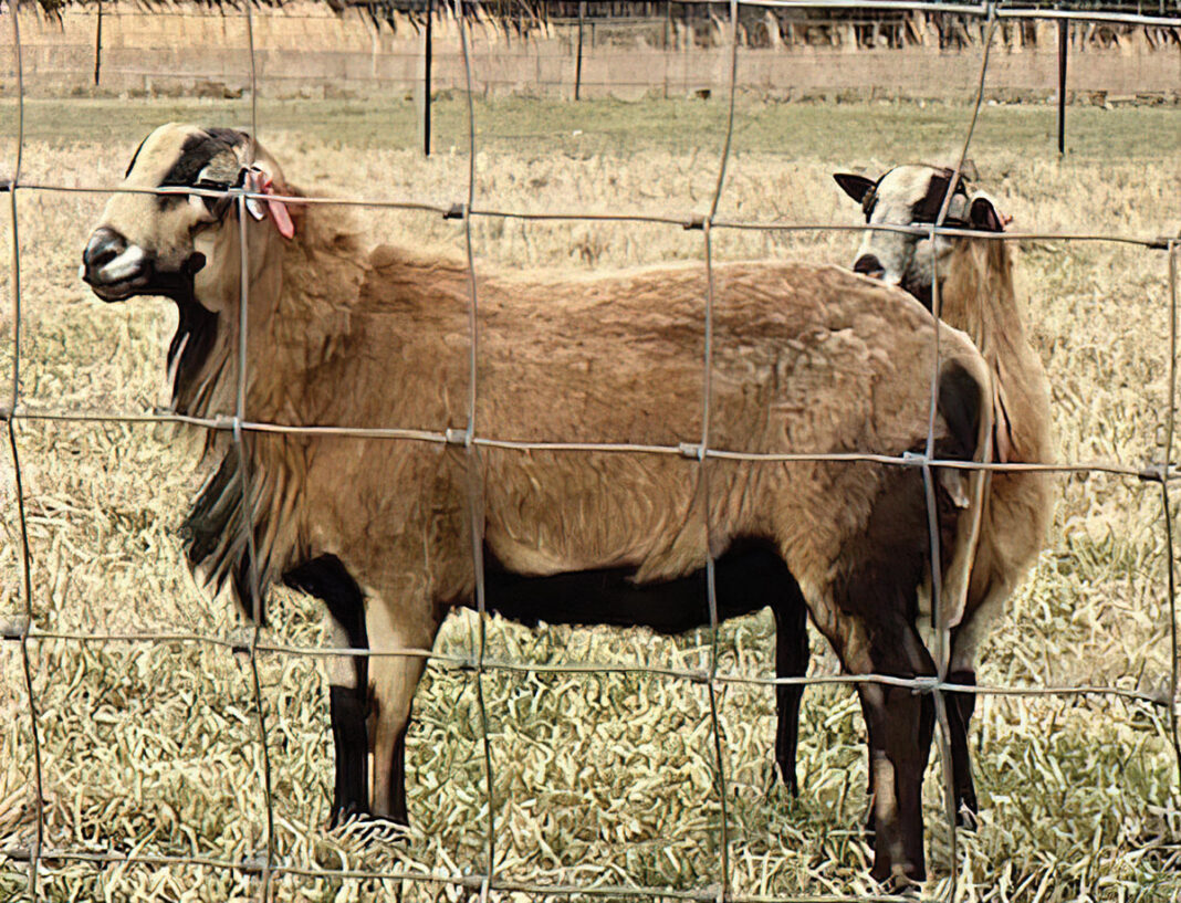 Striving for Perfection - Ozarks Farm & Neighbor Newspaper - written ...