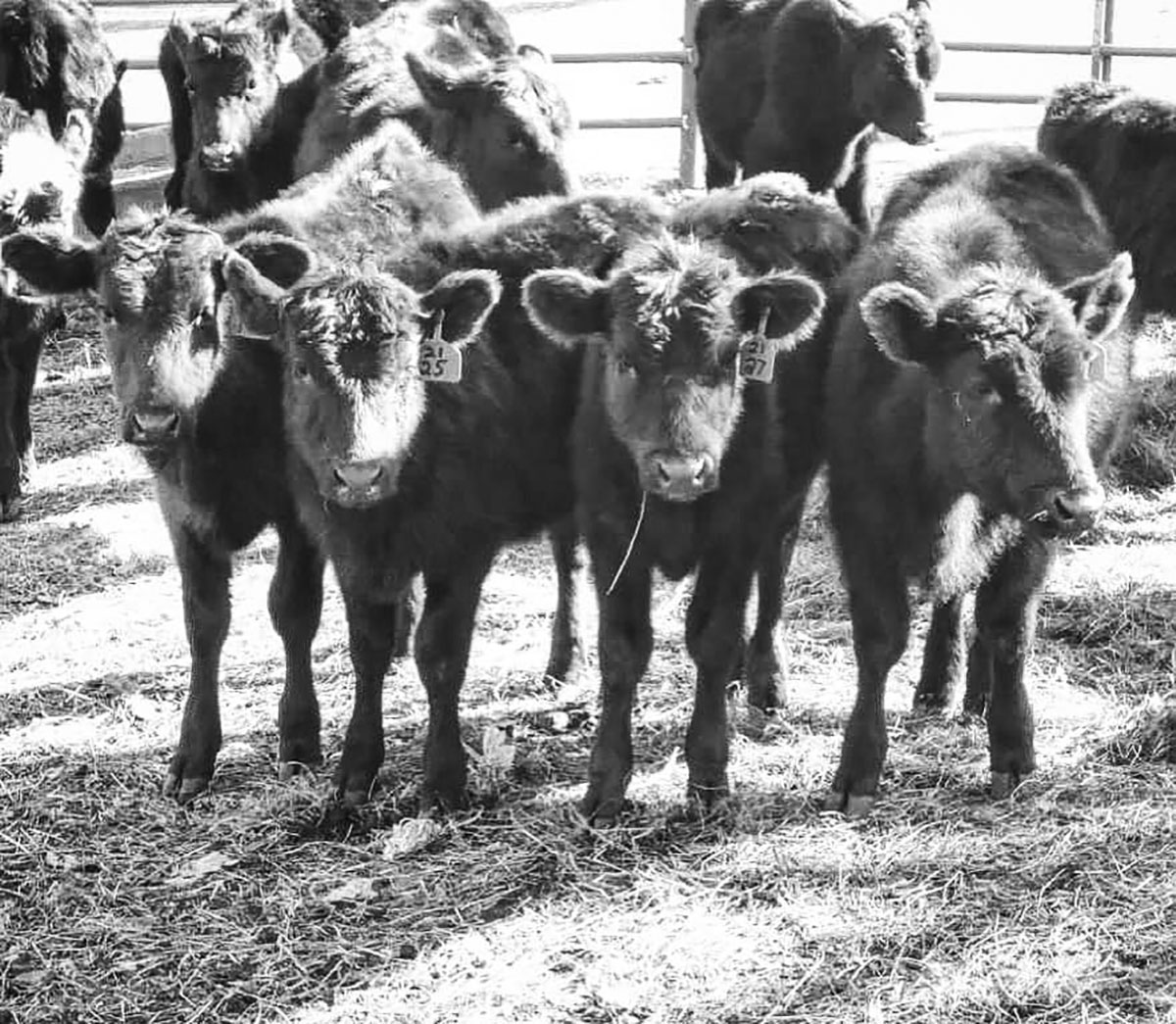 High-Quality, Healthy Beef - Ozarks Farm & Neighbor Newspaper - written ...