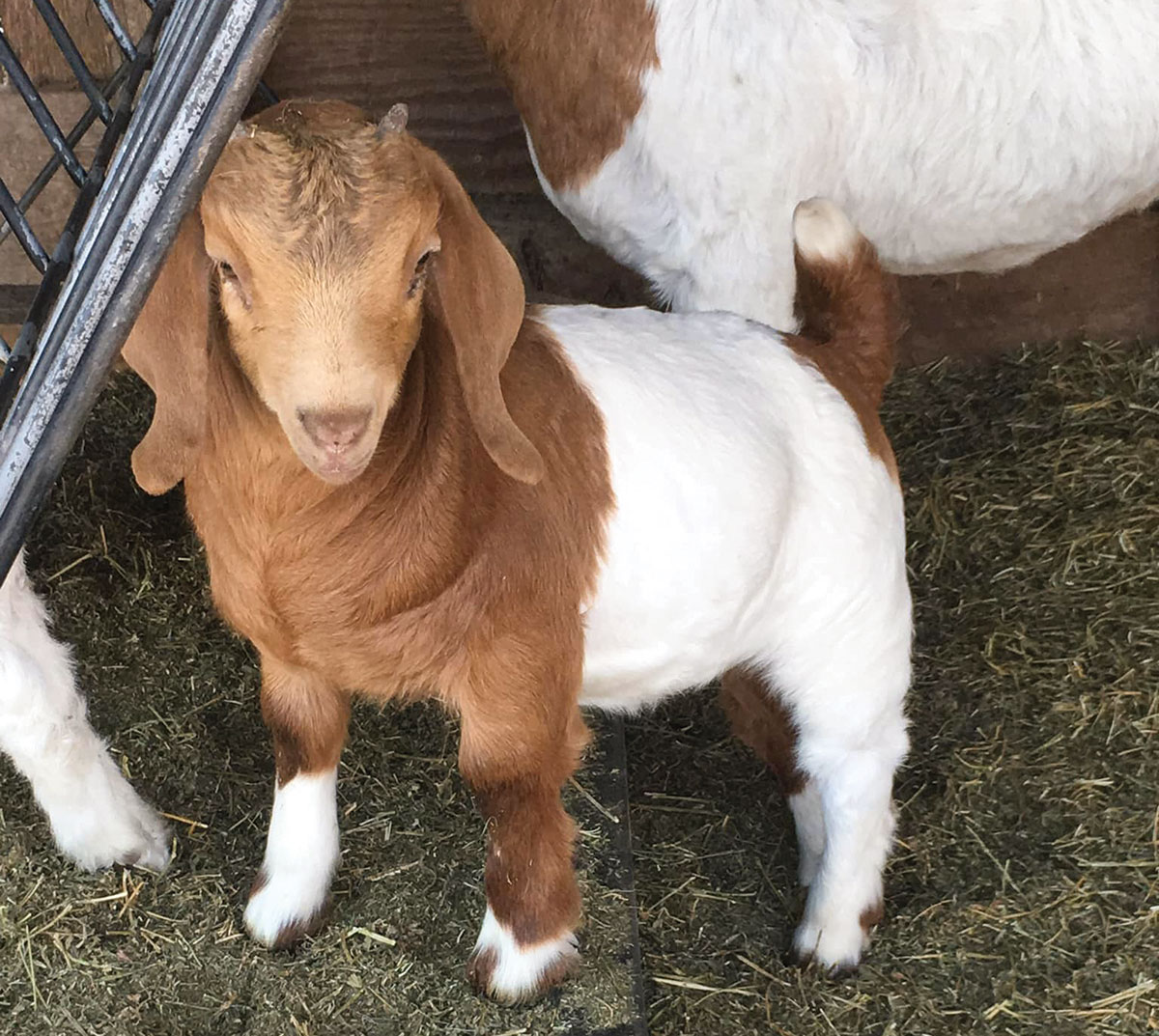Adding Goats - Ozarks Farm & Neighbor Newspaper - written for, by & about farmers