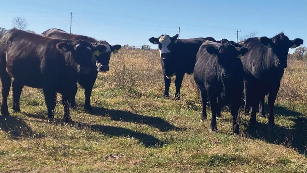 Separate Herds, One Family - Ozarks Farm & Neighbor Newspaper - written ...