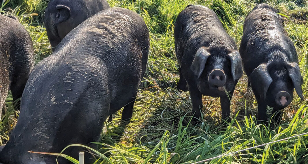 Happy Pigs Equal Happy Pork - Ozarks Farm & Neighbor Newspaper ...