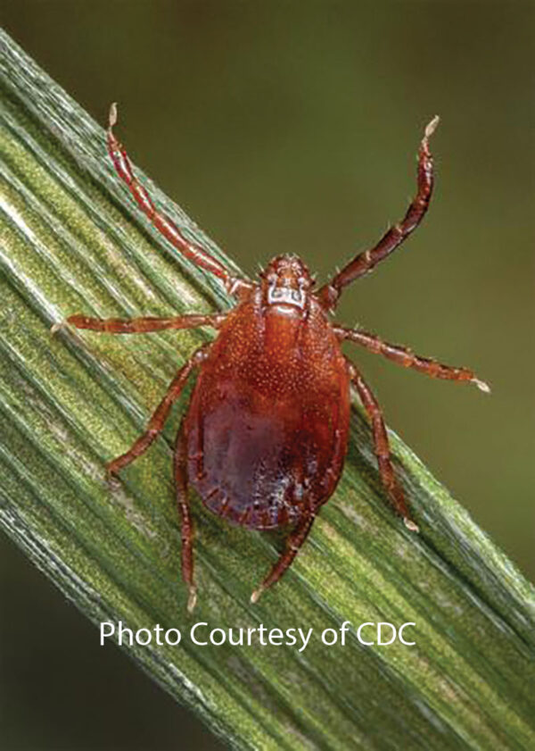 Invasive Tick Species Carries New Disease - Ozarks Farm & Neighbor ...