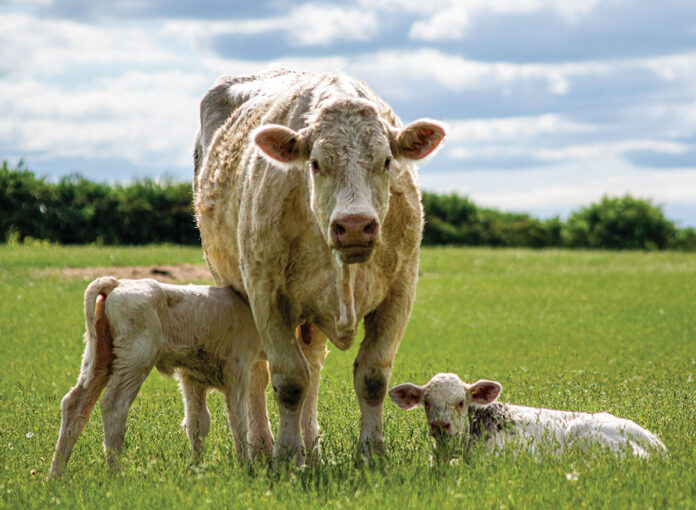 Twin Born Calves Require Special Care - Ozarks Farm & Neighbor ...