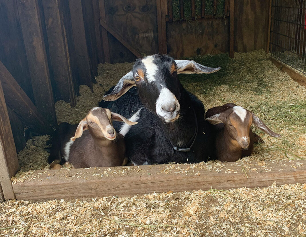 A Balance Between Sustainability and Profitability - Ozarks Farm & Neighbor Newspaper - written ...